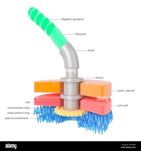 Bacterial Flagellum Illustration Of The Attachment Point Of A