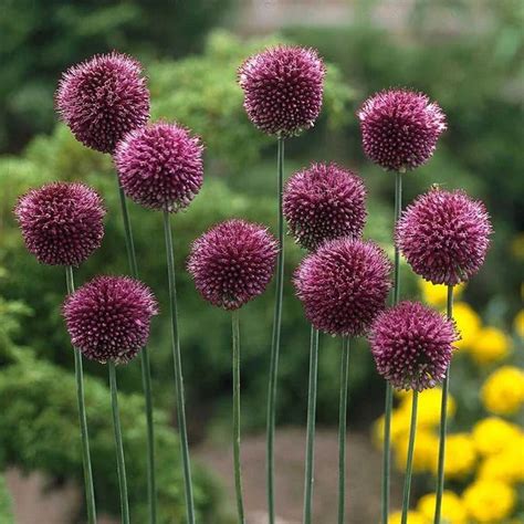 Small Allium Bulbs Sphaerocephalon Drumstick Fall Flower Bulbs