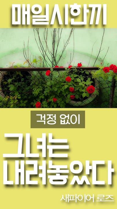 Shorts 매일시한끼 그녀는 내려놓았다 새파이어 로즈 오디오북 북튜브 Fall 매일시한끼 낭독 Youtube