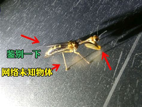 鉴别网络未知物体43：4种你可能见过，但不知道是什么的奇怪昆虫 无穷小勺子 无穷小勺子 哔哩哔哩视频