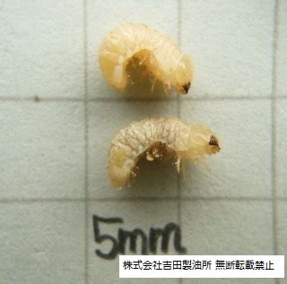 キクイムシ・シバンムシ基本情報木材防腐・シロアリ防除・防カビ剤の吉田製油所
