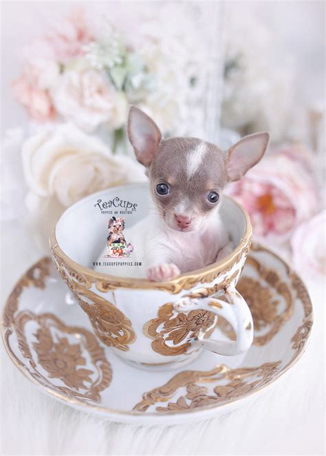 Teacup Chihuahua Breeder Fl Teacup Puppies And Boutique