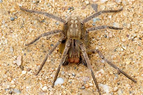 Araña Bananera O Phoneutria Nigriventer Tamaño Dónde Vive Y Picadura