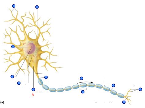 neuron structure diagram quizlet