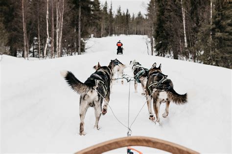 How To Ride A Husky Sledge Lapland Safaris