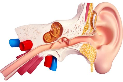 27 Facts About Auditory System