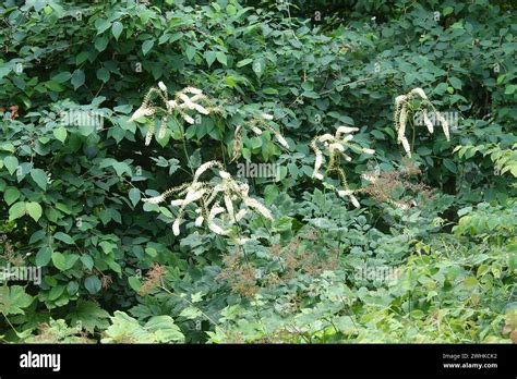 Cimicifuga japonica, Japanese bugbane Stock Photo - Alamy