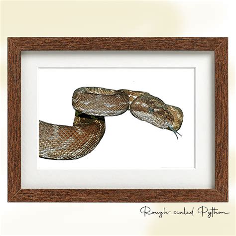 Rough Scaled Python Ruchira Somaweera