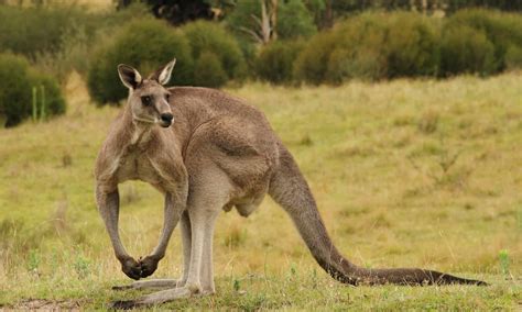 Two Kangaroos Turn A Quiet Trailer Park Into A Wild Boxing Ring A Z