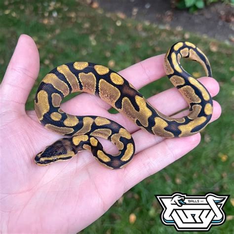 Enchi 100 Het Hypo 50 Het Piebald Ball Python By Balls Of Fury Ball