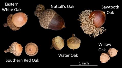 Terriermans Daily Dose Local Acorn And Pine Cone Identification