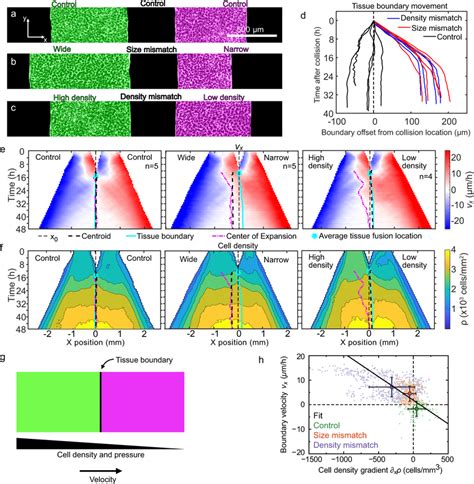 Asymmetric Tissue Collisions Produce Boundary Motion Ac Initial