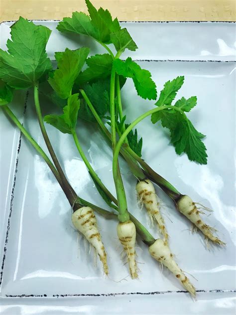 Tiny Veggies™ Parsnip Gourmet Sweet Botanicals