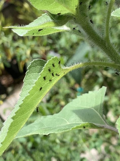 What Are These Tiny Winged Bugs That Are Attacking Only My Sunflowers