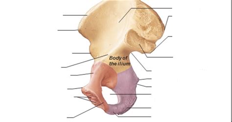 Appendicular Skeleton Pelvis Anterior Diagram Quizlet