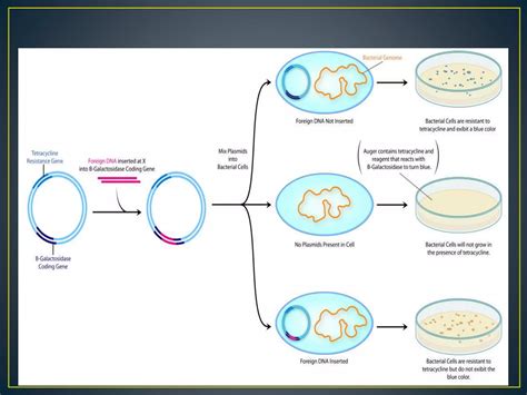 Selection And Screening Of Recombinant Cells And Expression Of Recombinant