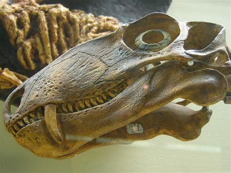 Cynodont Skeleton