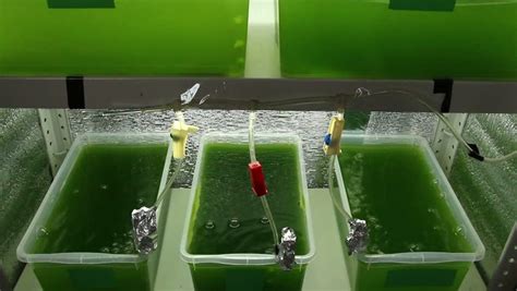 Algae Culturing Techniques Biology Ease