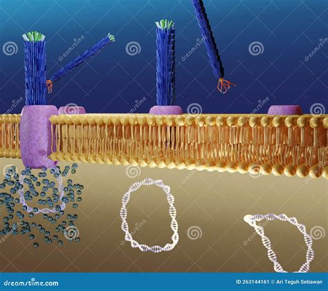 Life Cycle Of Filamentous Bacteriophage M13 Stock Image 263144161