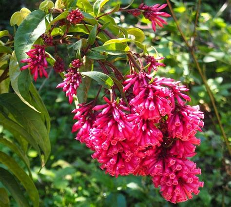 Cestrum Elegans Brongn Ex Neumann Schltdl Kladivník Botanycz