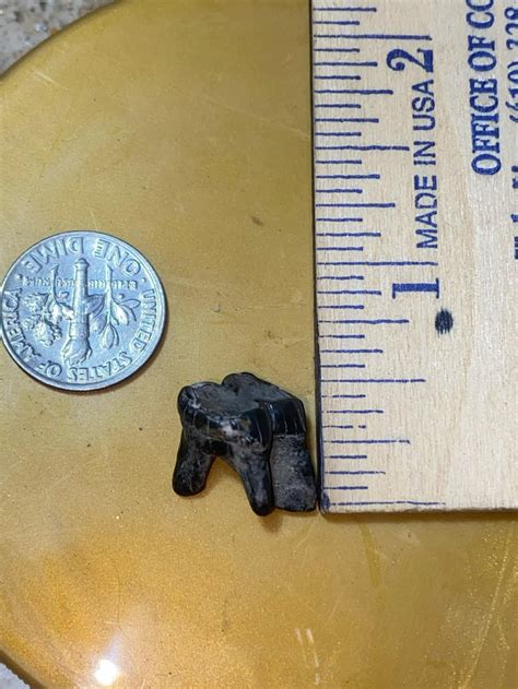 What Is This Fossil R Fossilid