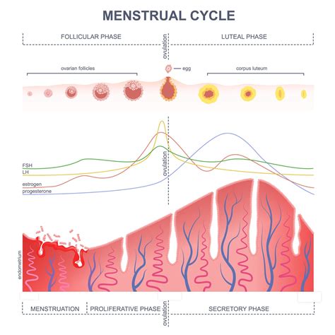 Ovulation Questions American Pregnancy Association