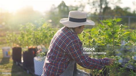 야외 마리화나 밭 대마 또는 대마초 식물 꽃 잎 농장 실험실에서 일하는 여성 농부 의료 건강 관리 연구 실험실의 제품 자연 식품 간자 마약 잡초 사람 55 59세에 대한