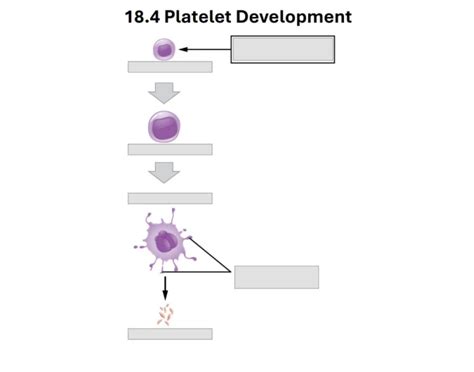 184 Platelet Development Quiz