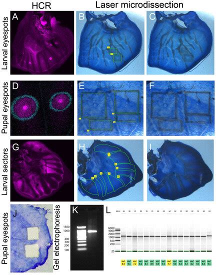 Methods And Protocols An Open Access Journal From MDPI
