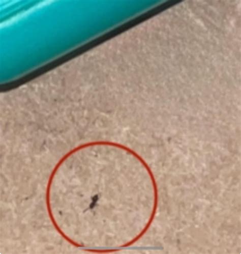 In My Cardboard Box Rbugidentification