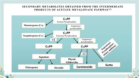 Acetate Mevalonate Pathway Pptx