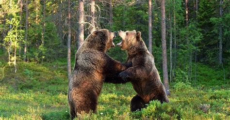 Bearwatch Two Uninhibited Bears Have Sex Pool Hop In Backyard The Blog