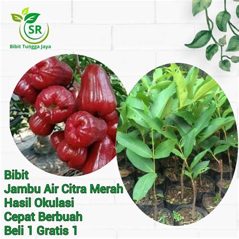 Jual Tanaman bibit tanaman buah jambu air citra merah | Shopee Indonesia