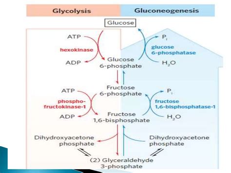 Gluconeogenesis In Biochemistry For B Pharm Studentspptx