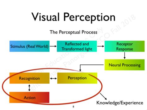 Visual Perception Flashcards Quizlet
