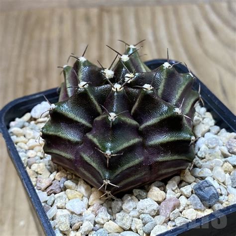 Sh2384 Gymnocalycium Mihanovichii 6 Ribs Seedling Cactus Online