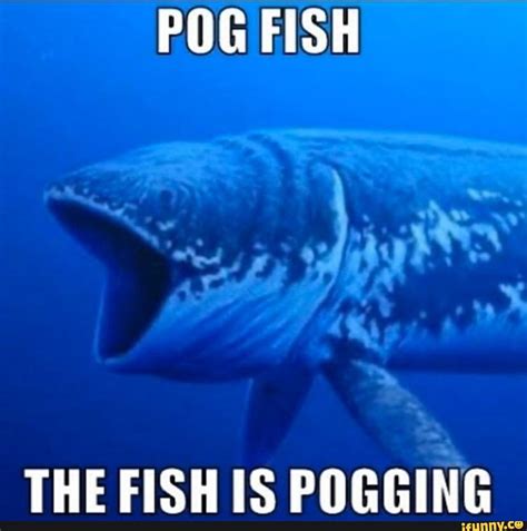 Pog Fish The Fish Is Pogging Ifunny