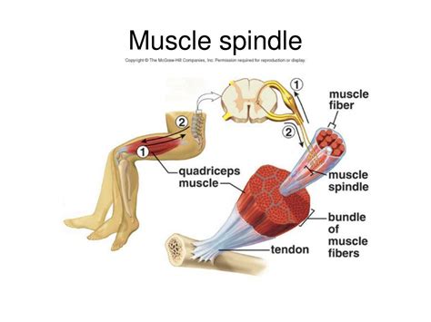 Spindle Muscle Definition Anatomy At Anna Beyers Blog