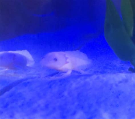 Atomic Edge ⚛ The Miniaturized Particle Accelerator In The Axehead Hums