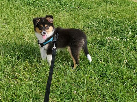 Wanted to share my love for my mini boy Sanji : r/miniaussie