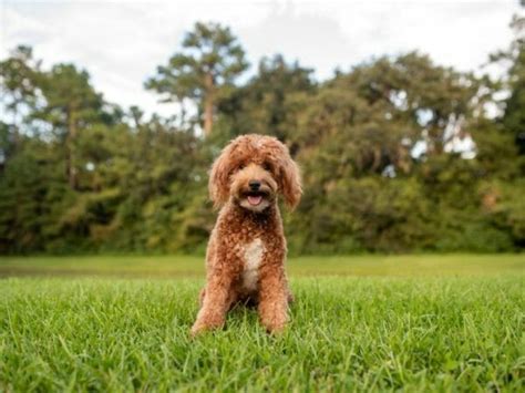 Cockapoo Size Chart Weight And Growth Chart