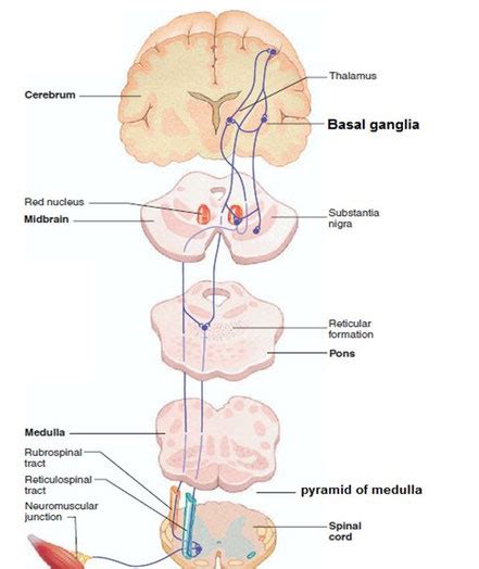 extrapyramidal system anatomy