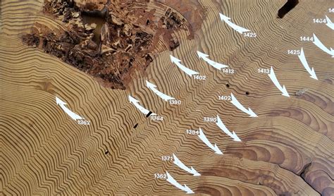 Giant Sequoias And Fire Sequoia And Kings Canyon National Parks Us