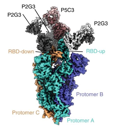 Progress In The Search For Broadly Neutralizing Monoclonal Antibodies
