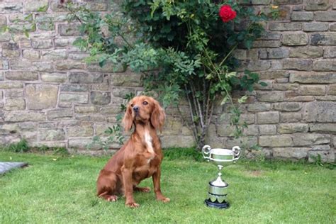 Success First Time Out For Cocker Spaniel Fizz Ardleevan