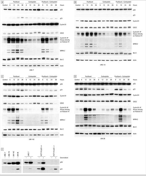 Figure 2 From Analysis Of Cell Cycle Checkpoint Pathways In Head And