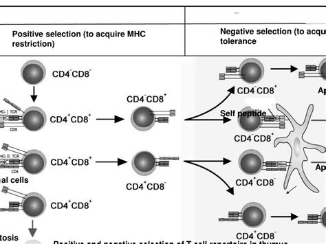 Ppt 1 Surface Markers On T Lymphocytes And Their Function 2 Subsets Of T Lymphocytes 3