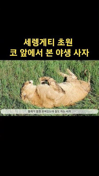 세렝게티 초원 코 앞에서 본 야생 사자 Youtube