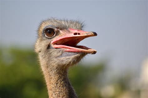 Close Up Of Beautiful Ostrich Face Ostrich Bird Closeup Stock Image