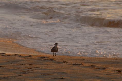 무료 이미지 바닷가 바다 연안 모래 대양 아침 육지 웨이브 야생 생물 물줄기 서식지 물새 갯벌 자연 환 경 5184x3456 8561